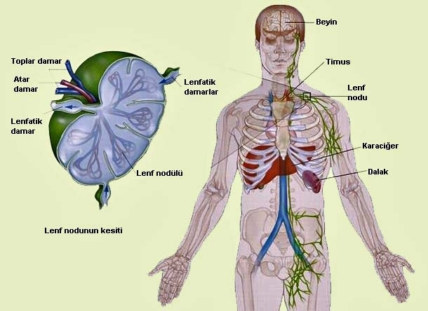 Lenfoma Hastalığı Nedir?